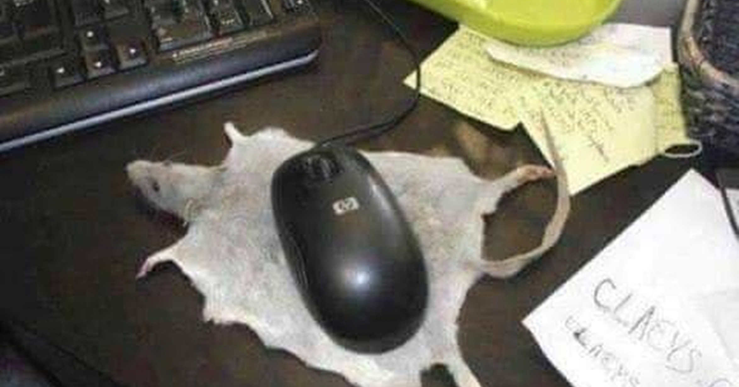 ¡Cuánta razón! / Un ratón para el ratón