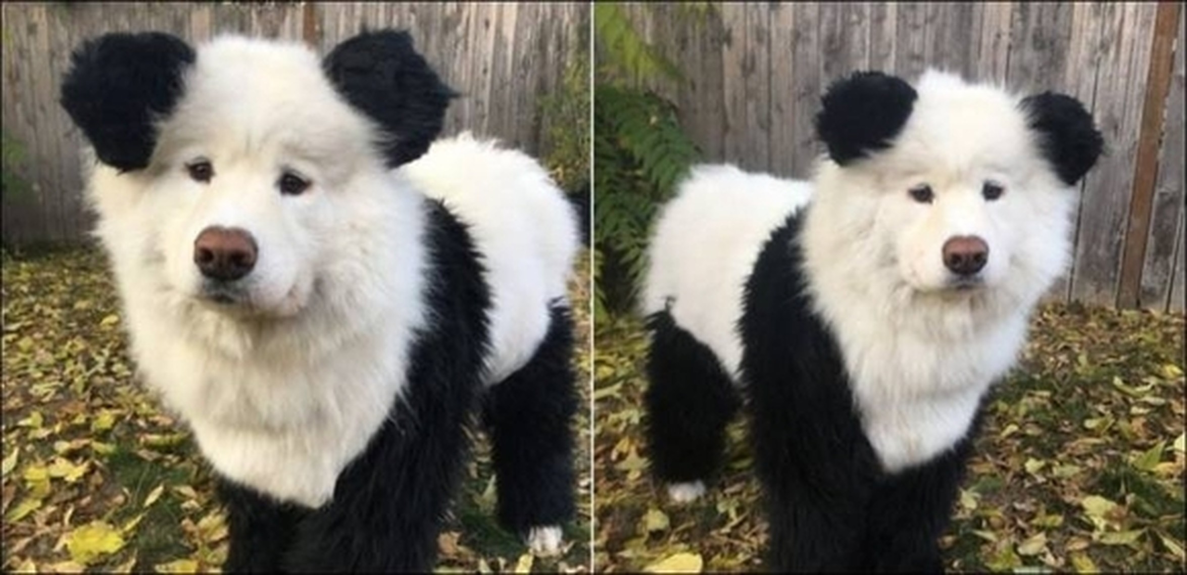 ¡Cuánta razón! / El mítico perro panda