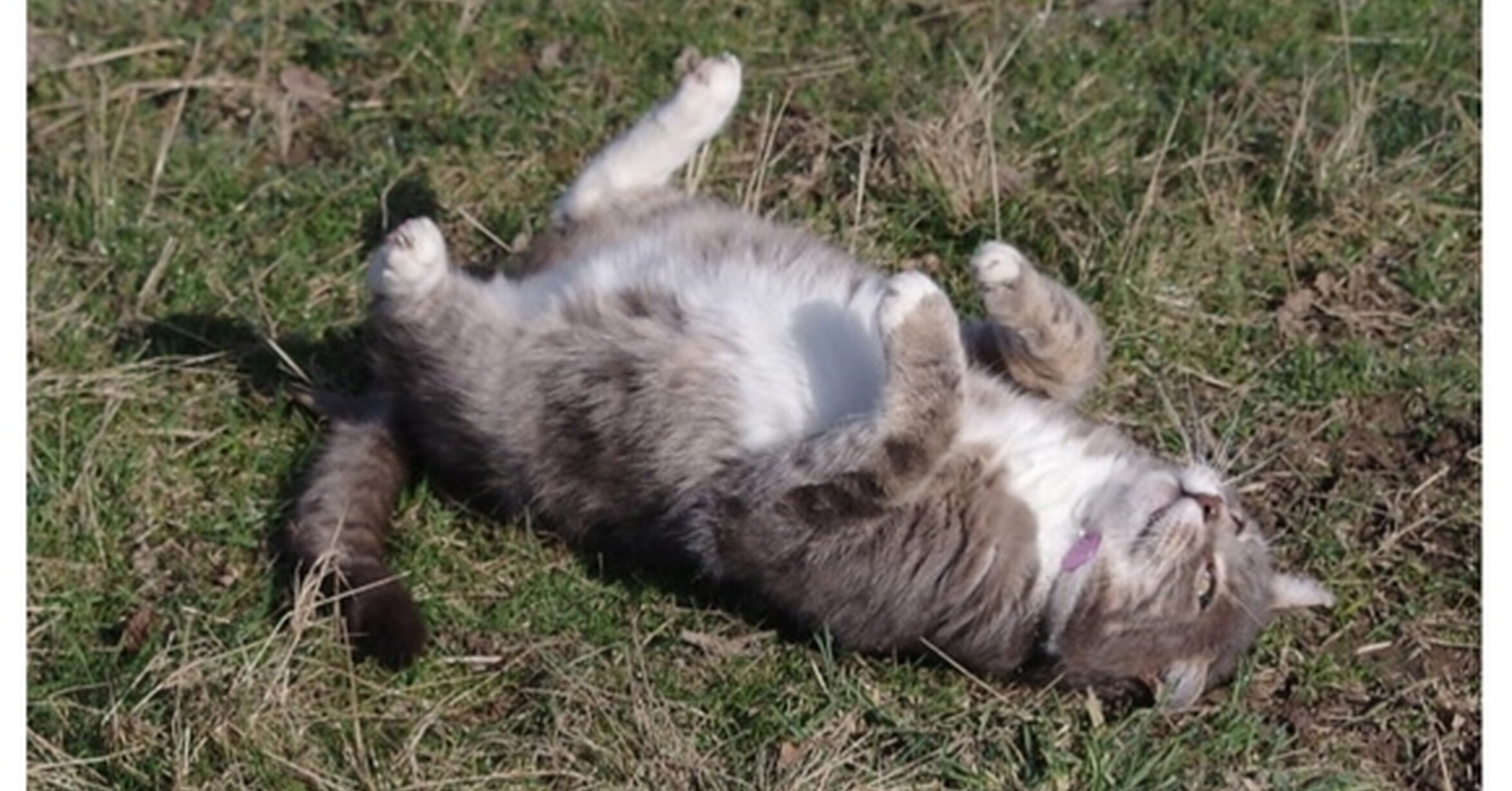 ¡Cuánta razón! / Gatos que probaron la nébeda y dejaron de funcionar