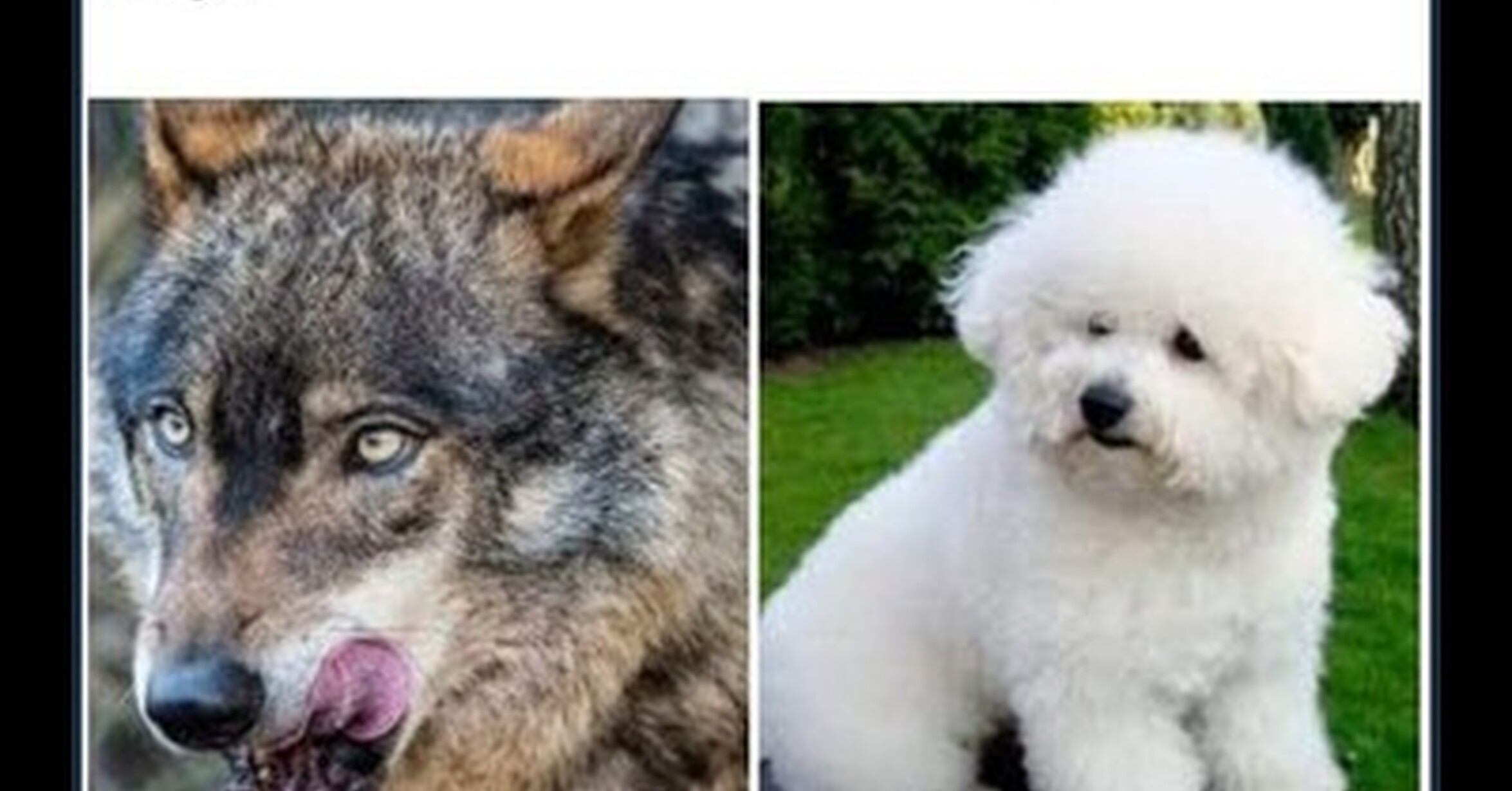 ¡Cuánta razón! / Lobos VS Perros