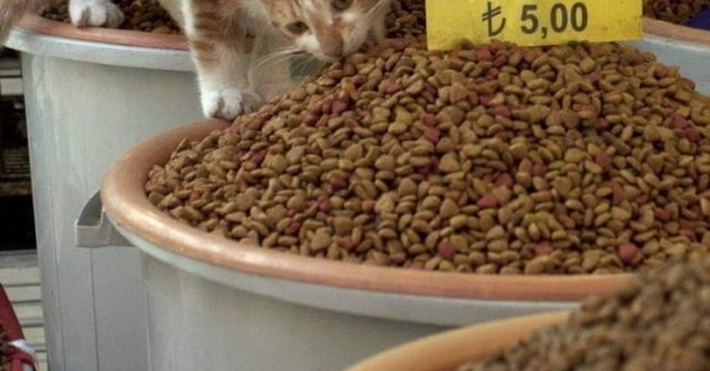 ¡Cuánta razón! / El gato ha elegido
