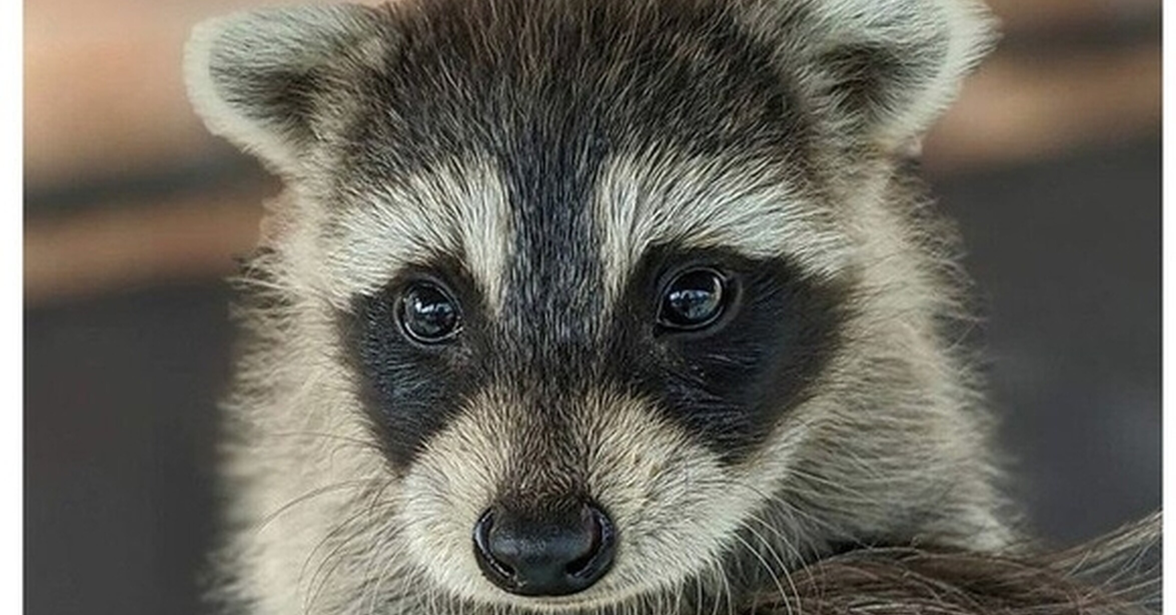 ¡Cuánta razón! / Dos mujeres salvan la vida a un bebé mapache, y éste ...