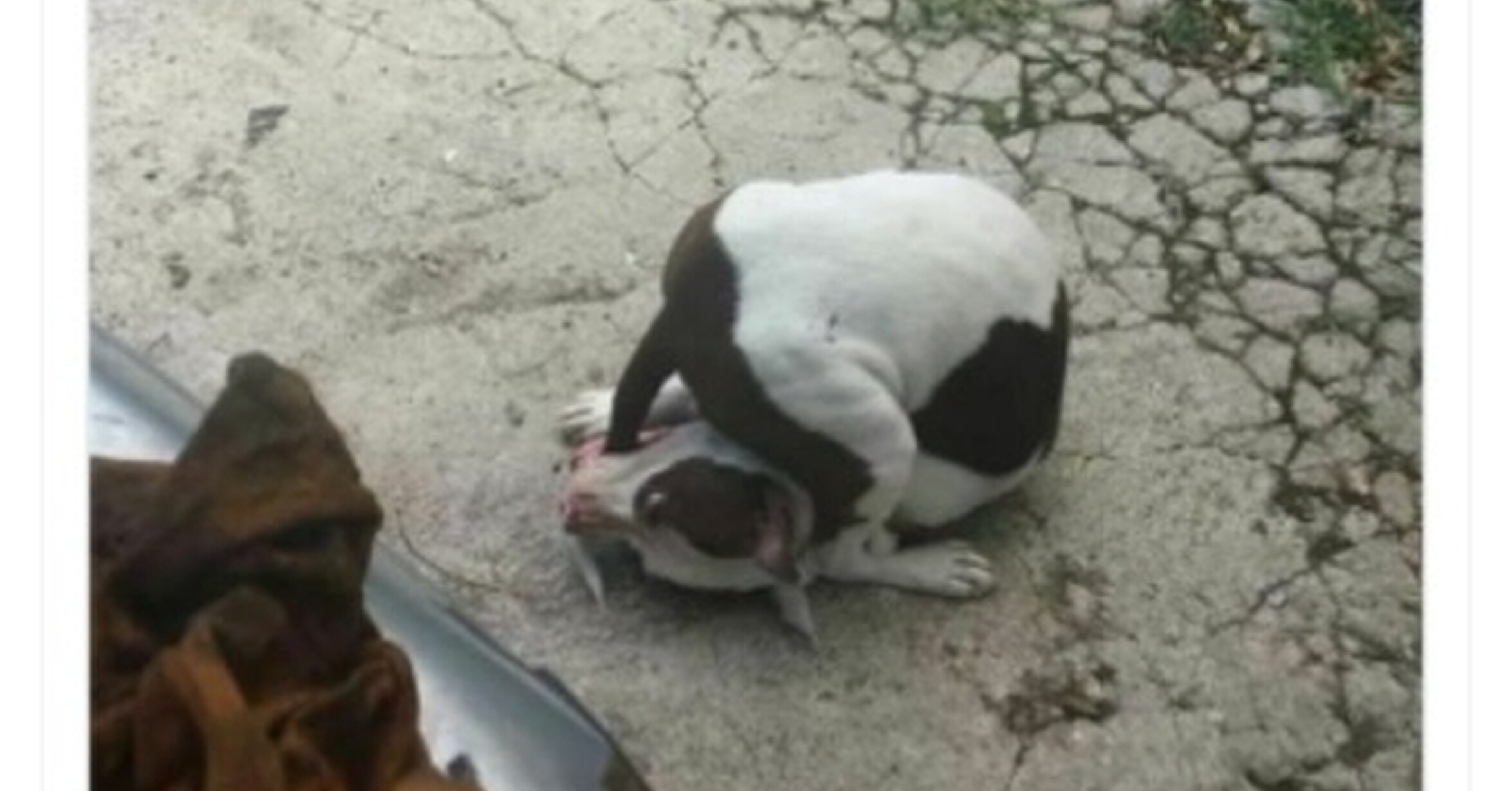 ¡Cuánta razón! / Fotos de perros haciendo el tonto que había que compartir