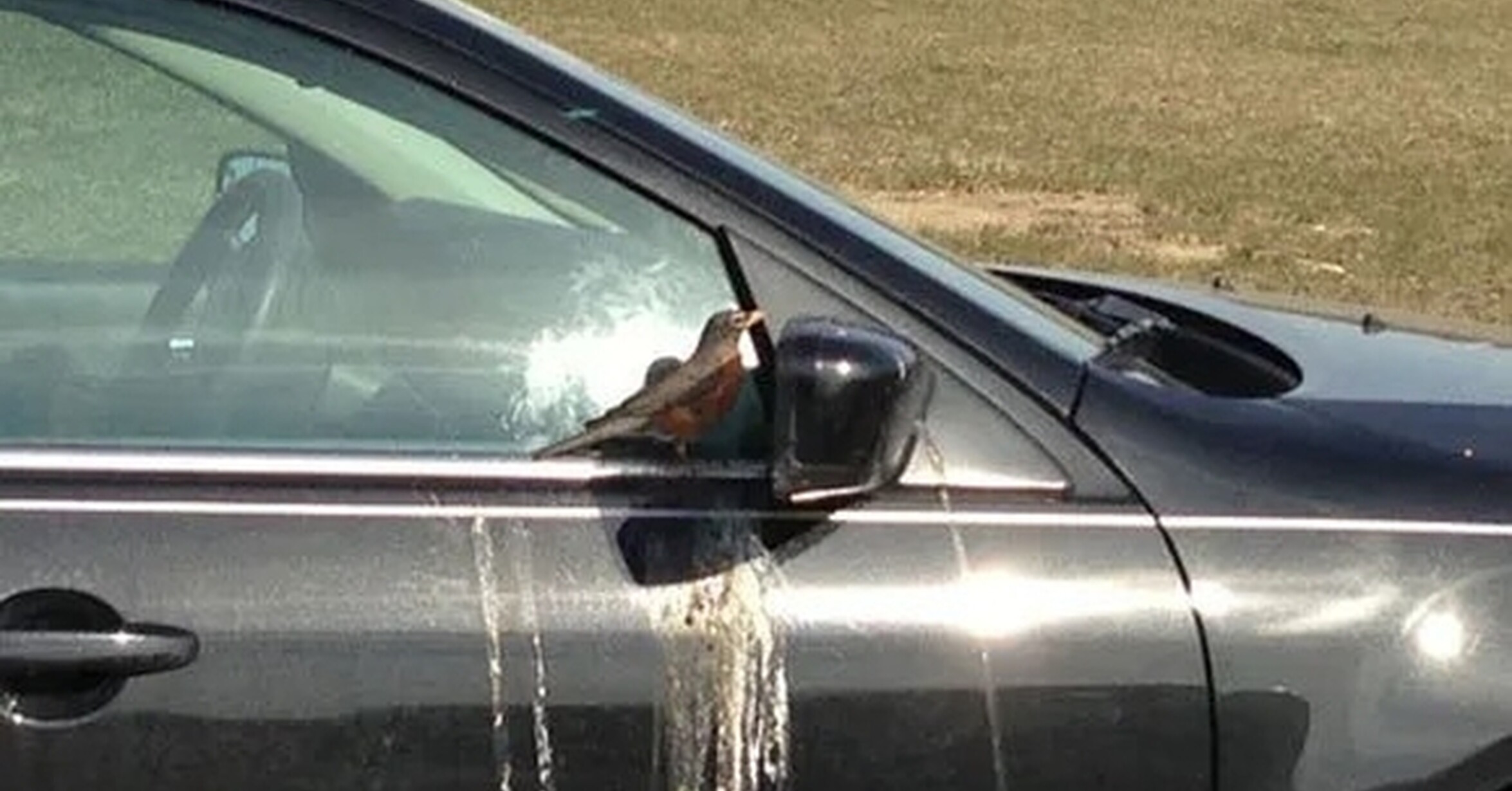 ¡Cuánta razón! / Diría que lo hace solo para fastidiar...