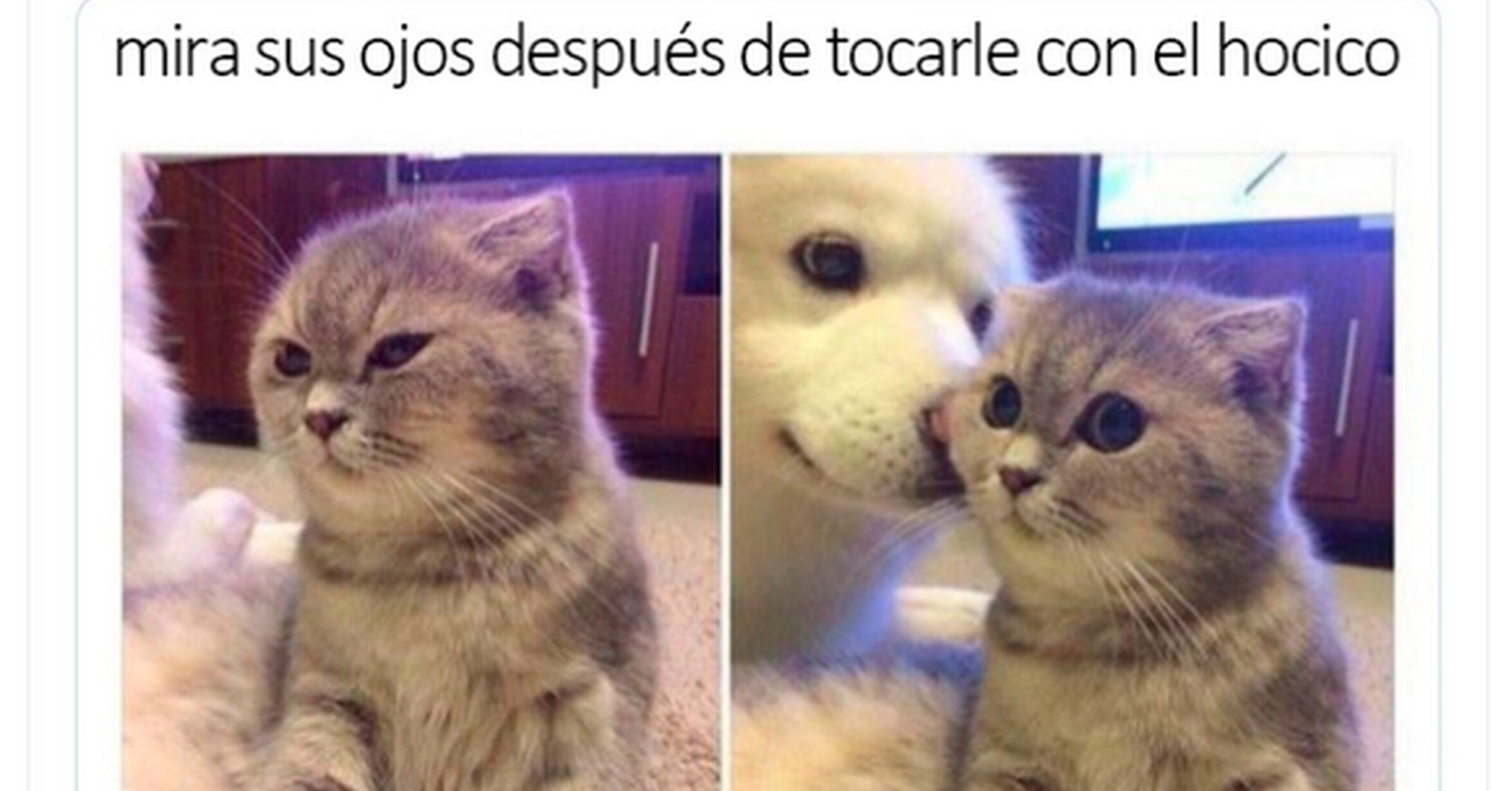 ¡Cuánta razón! / Memes reconfortantes para alegrarte el día