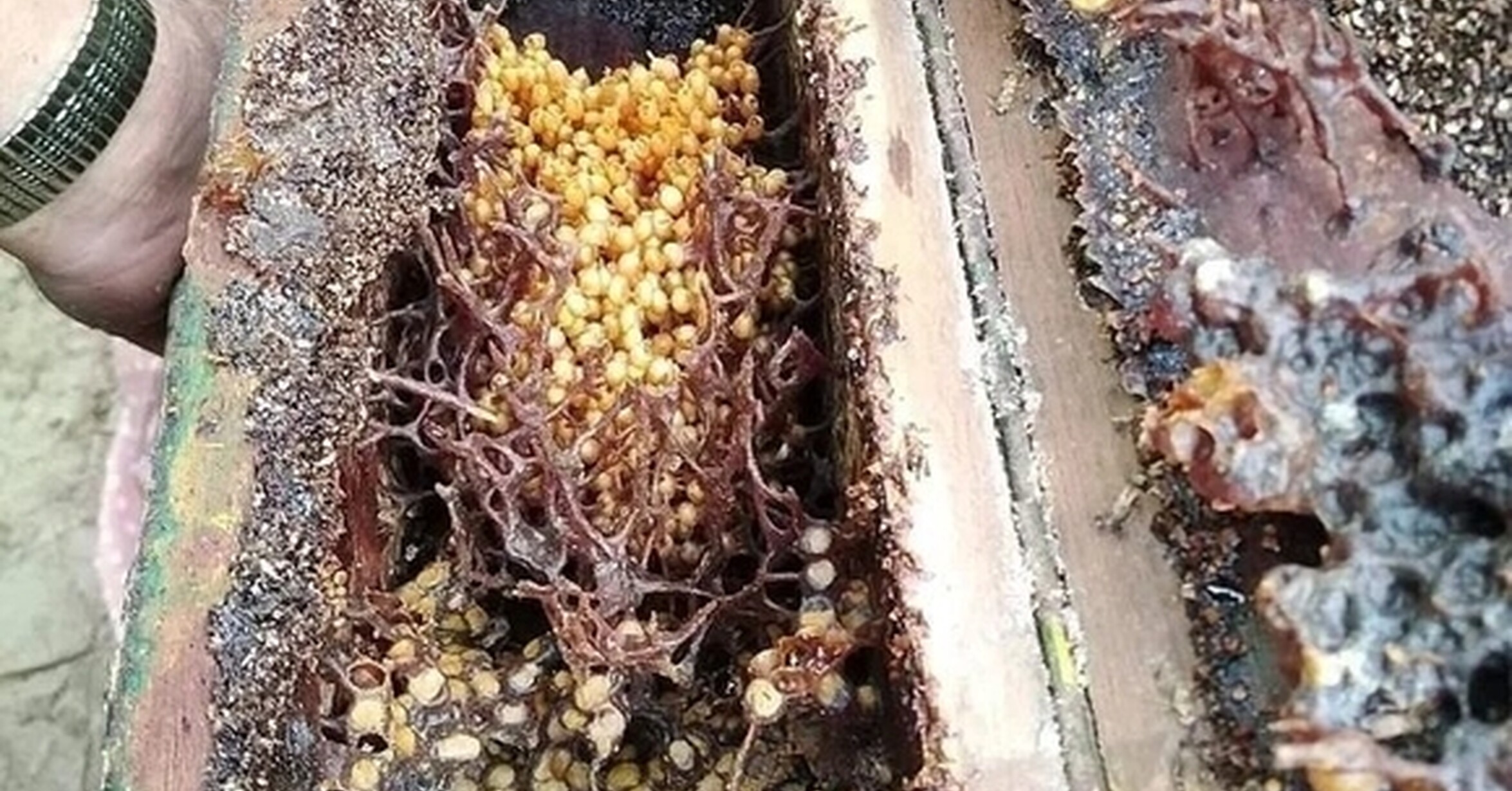 ¡Cuánta razón! / Parece una colmena alienígena...