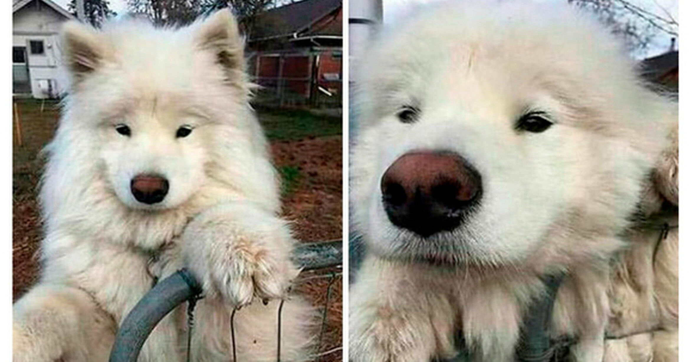 ¡Cuánta razón! / Memes sobre perros con los que todo dueño se identificará
