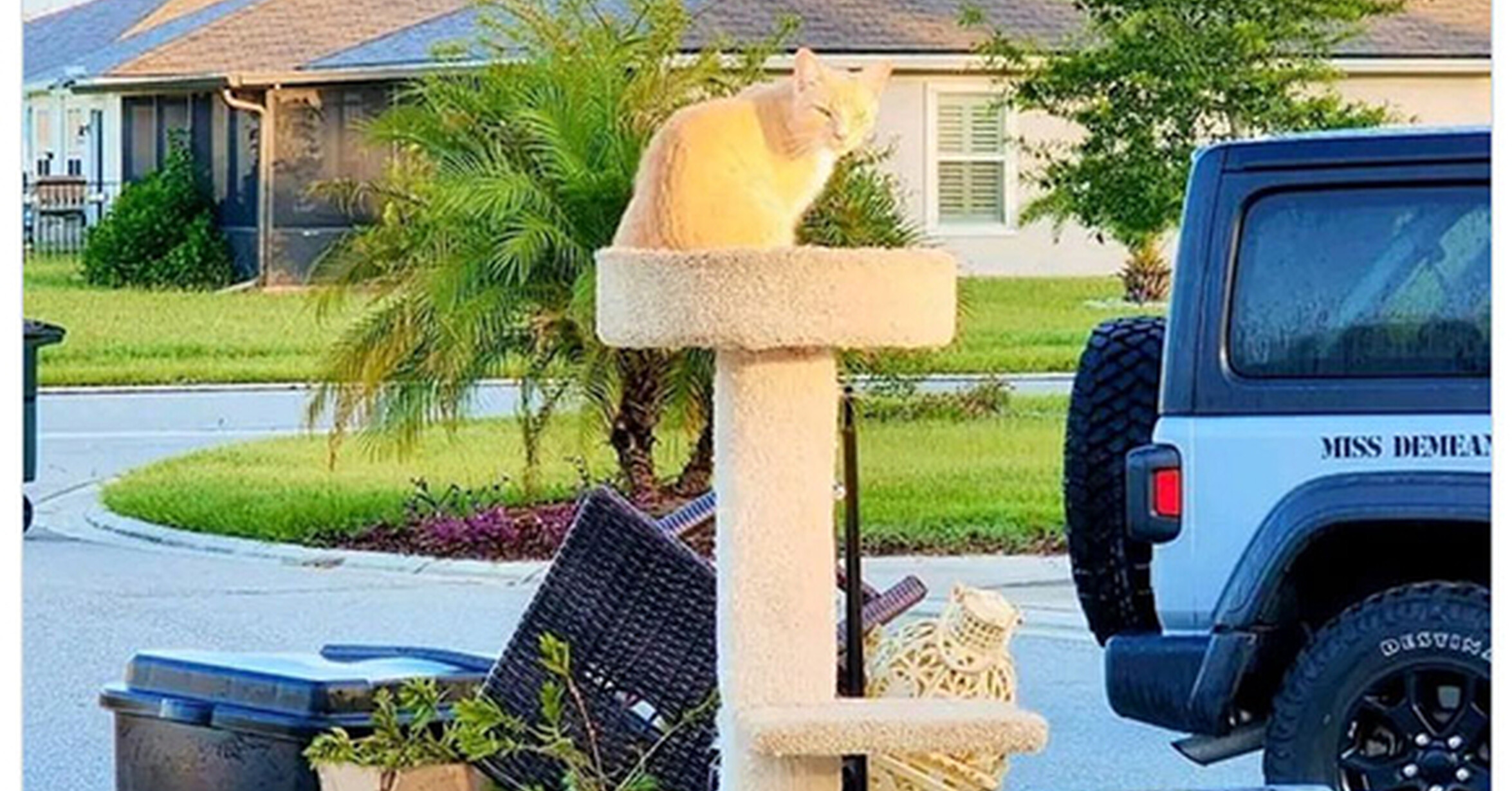 ¡Cuánta razón! / Gato troll