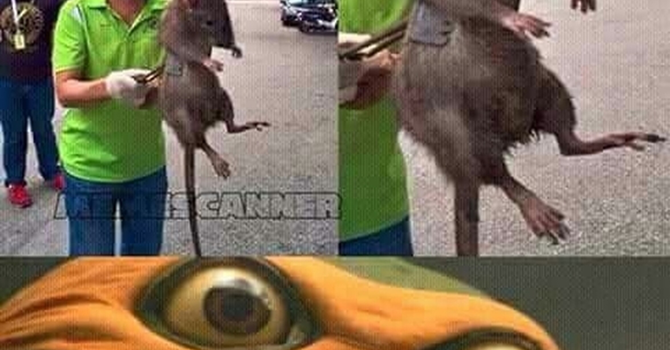 ¡Cuánta razón! / Rata XXL