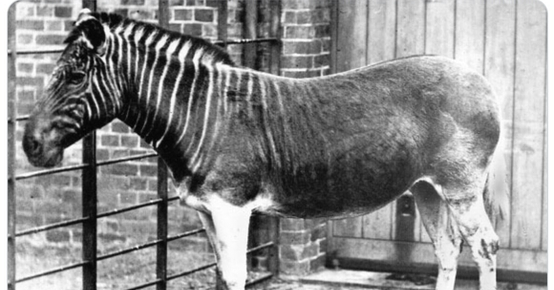 ¡Cuánta razón! / Animales raros que por desgracia ya se encuentran extintos