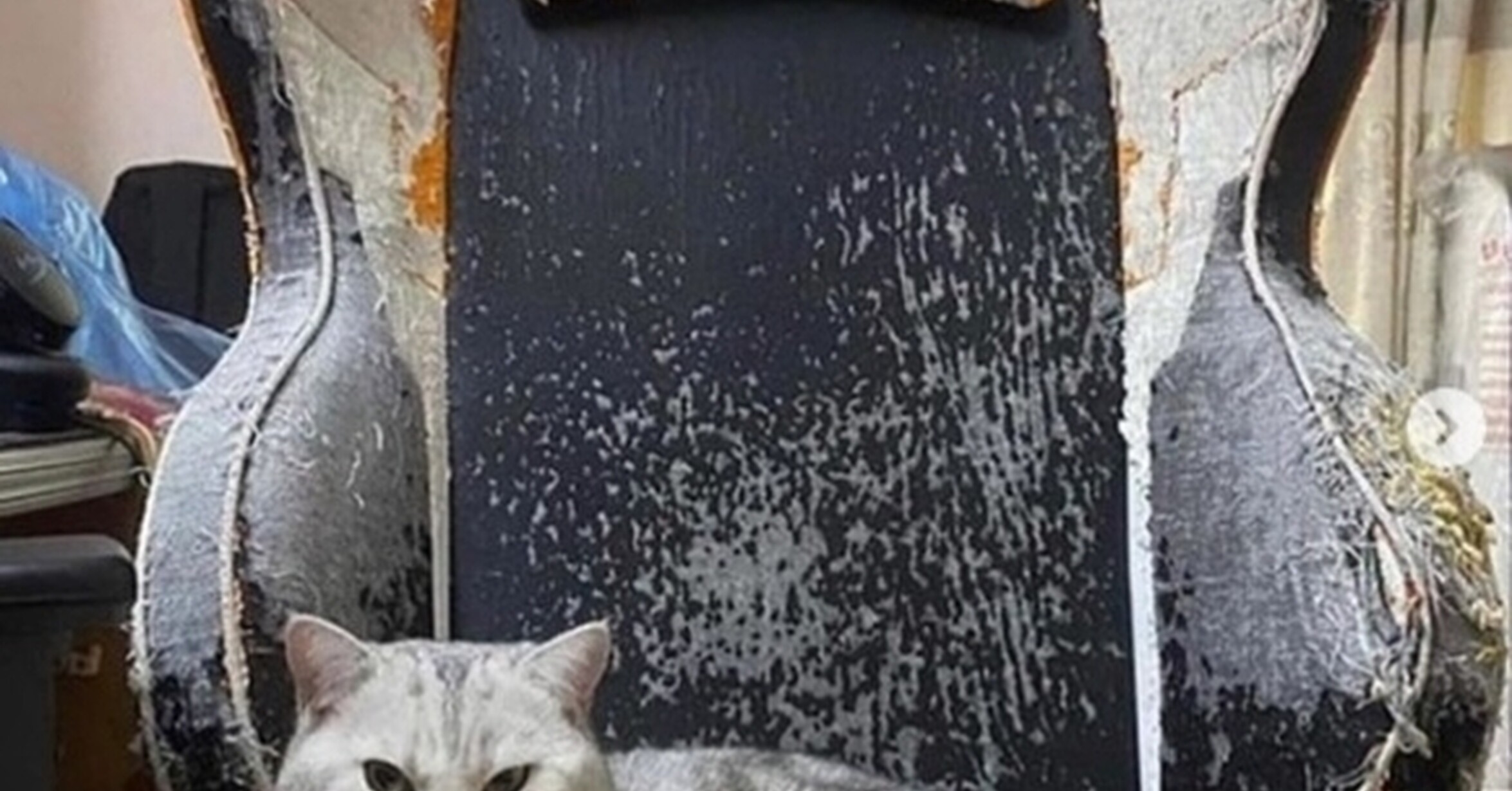 ¡Cuánta razón! / Es su silla y hace lo que quiere con ella