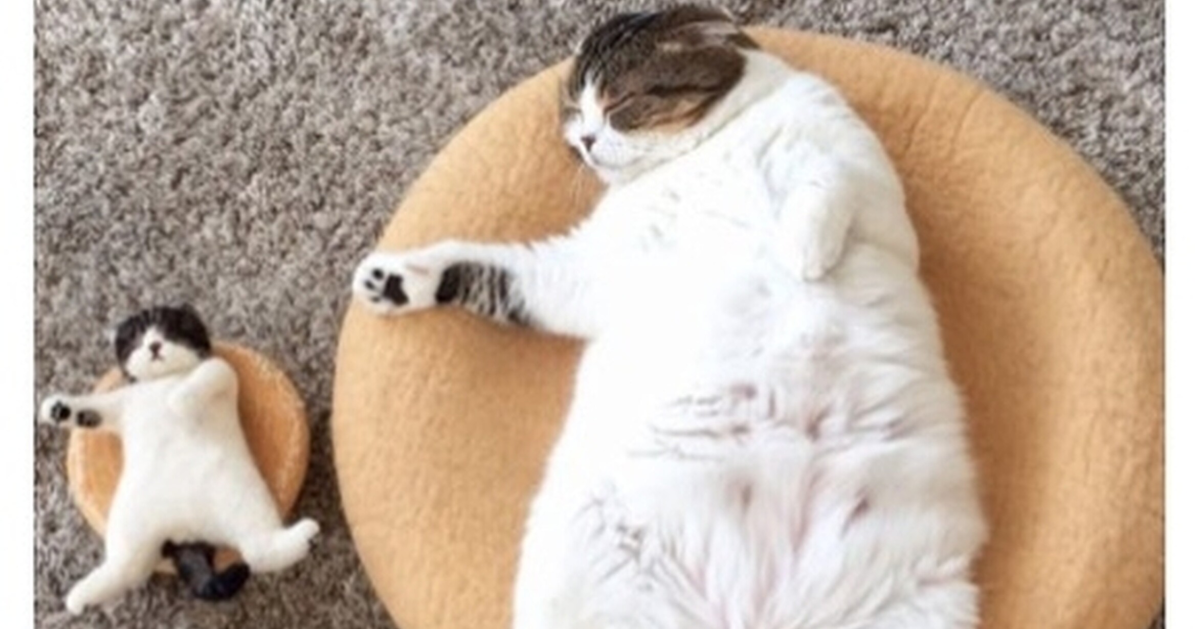 ¡Cuánta razón! / Divertidas imágenes de gatos que demuestran que nunca ...