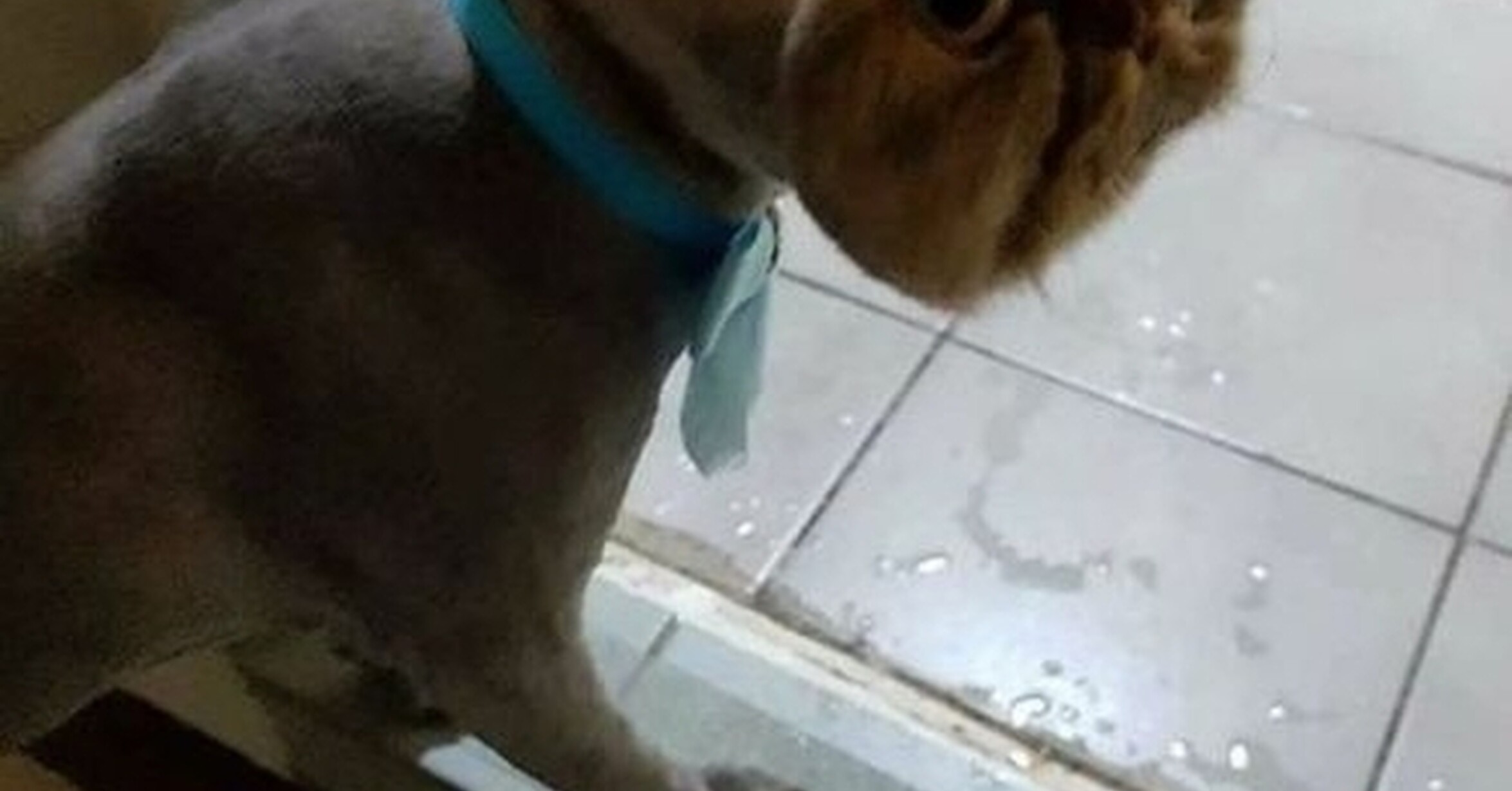 ¡Cuánta razón! / Cargando gato