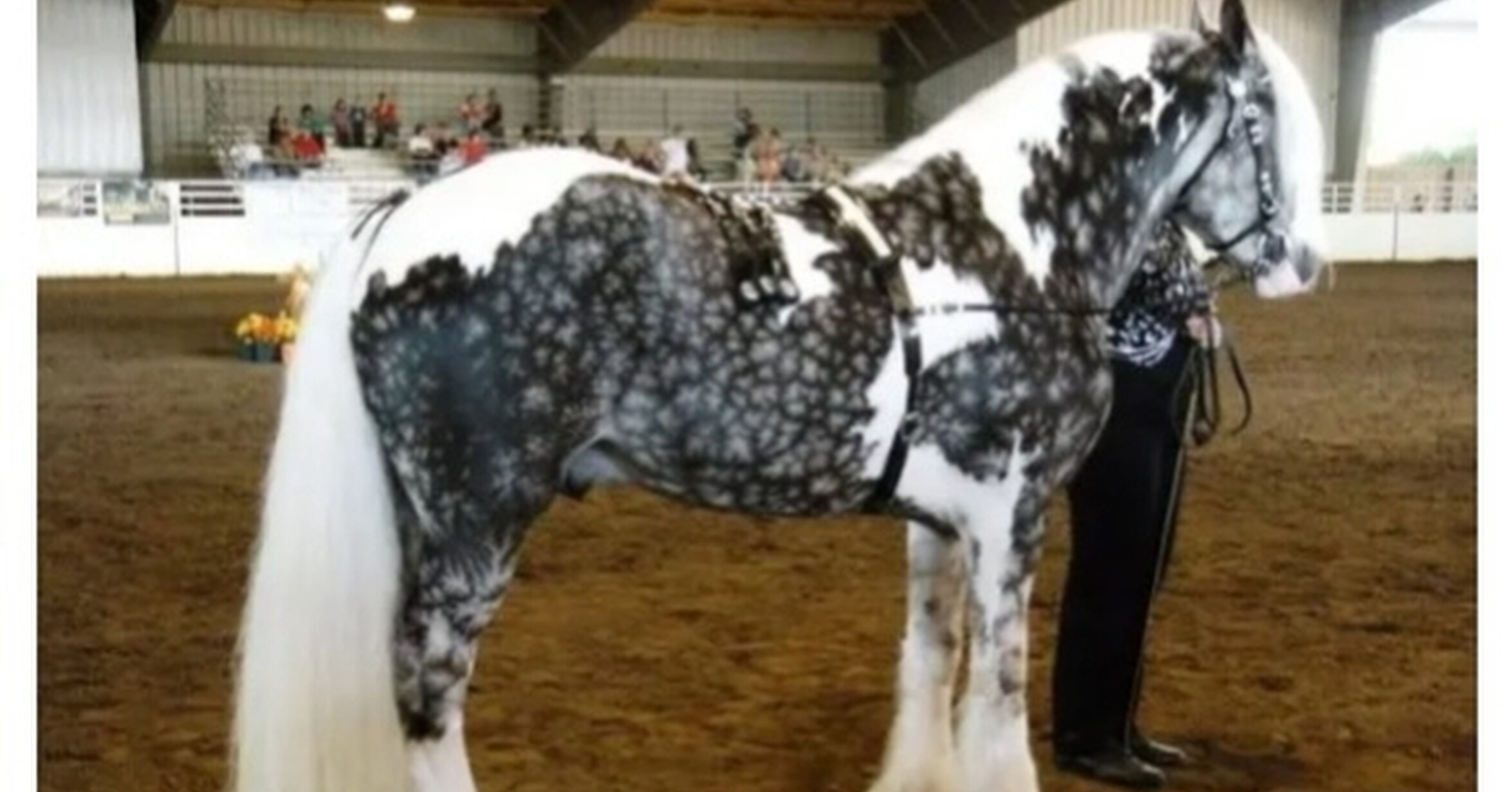 ¡Cuánta razón! / Caballos con los colores más increíbles y bellos que ...