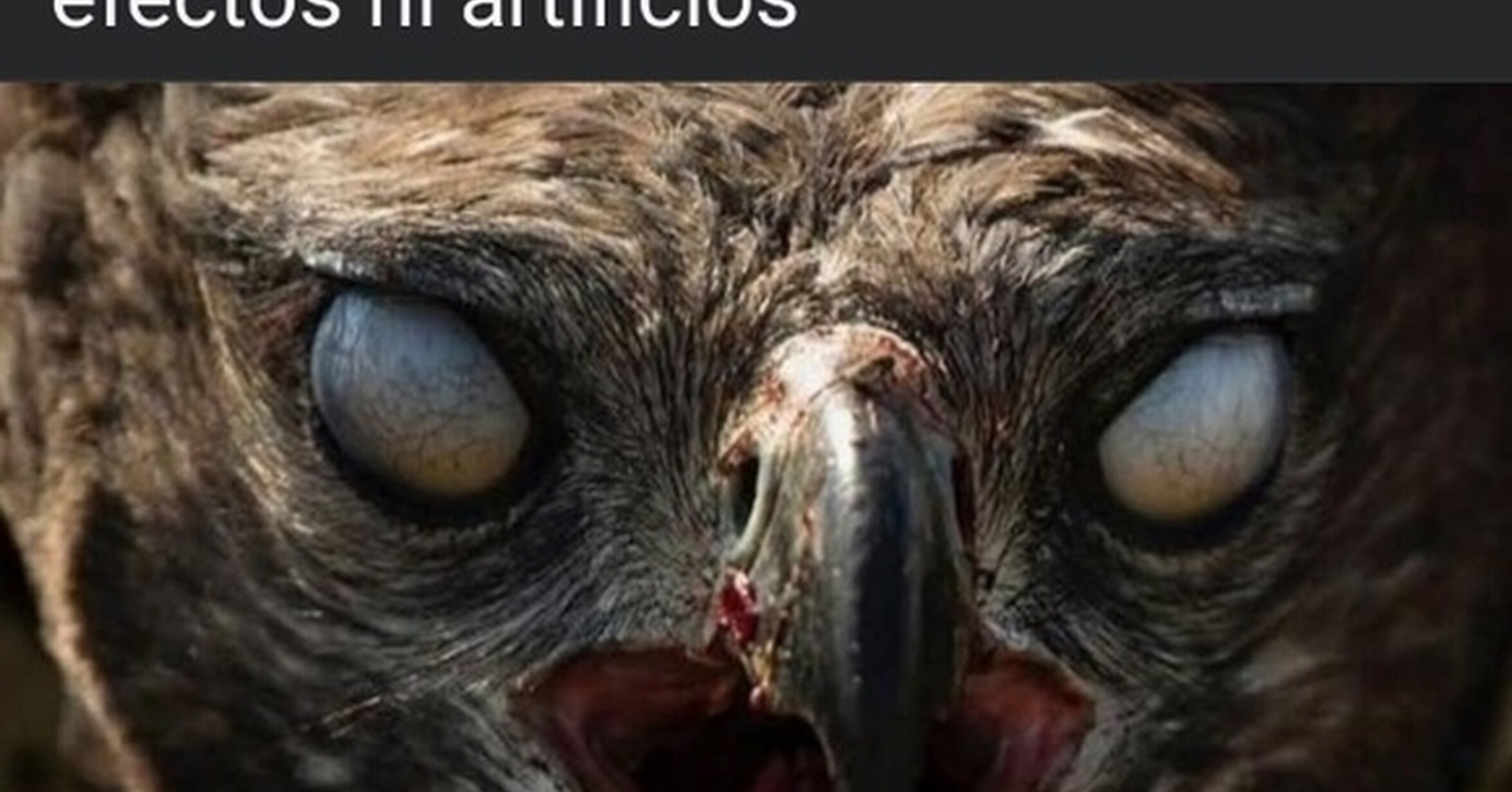 ¡Cuánta razón! / Los ojos del águila marcial