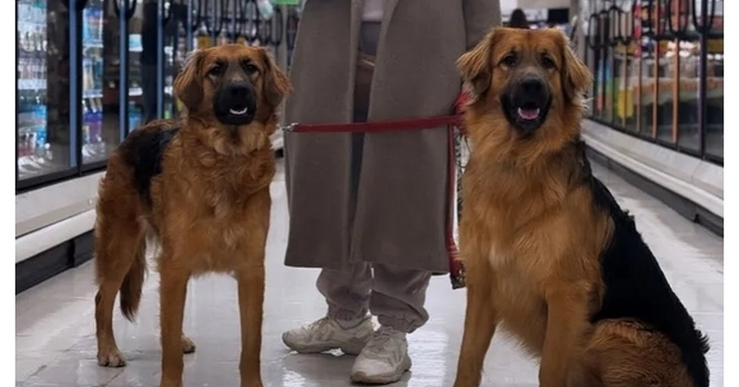 ¡Cuánta razón! / Un golden retriever y una pastor alemán tienen ...