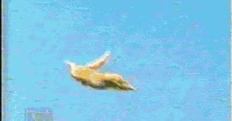 ¡Vaya GIF! / Gato volador