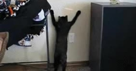 ¡Vaya GIF! / Gato loco