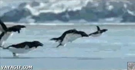 ¡Vaya GIF! / Pingüinos volando