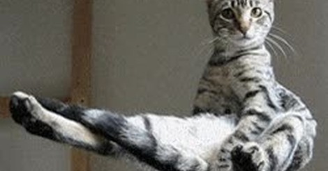 ¡Vaya GIF! / ¡Gato volador!