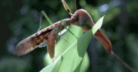 ¡Vaya GIF! / La merienda