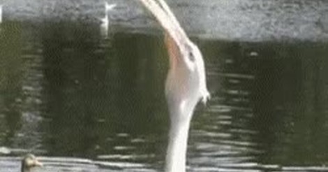 ¡Vaya GIF! / Pelícanos carnívoros que se tragan palomas enteras