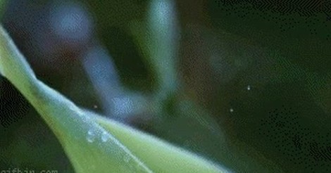 ¡Vaya GIF! / Siempre hay alguien más grande