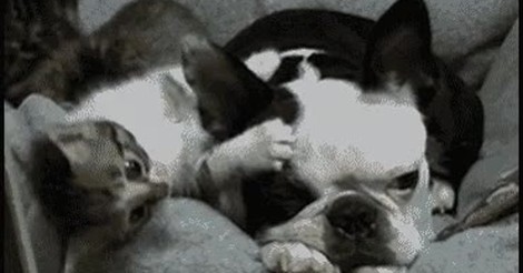 ¡Vaya GIF! / Perro paciente
