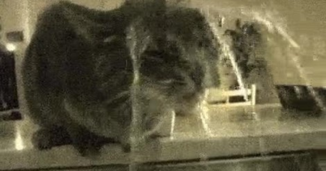 ¡Vaya GIF! / Agüita