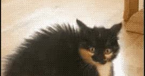 ¡Vaya GIF! / ¡Ostia qué es eso!