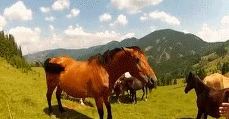 ¡Vaya GIF! / Caballo carnívoro