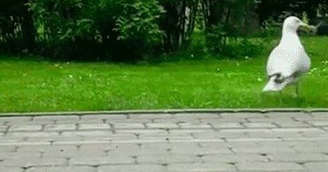 ¡Vaya GIF! / Gaviota caníbal
