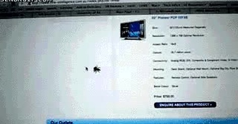 ¡Vaya GIF! / Araña persigue ratón