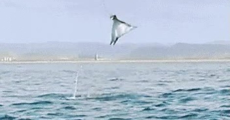 ¡Vaya GIF! / ¡Puedo volar! Bueno, casi...