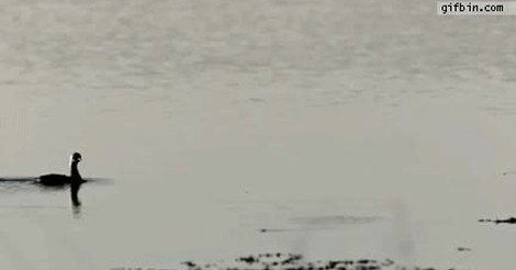 ¡Vaya GIF! / El pato de Jesús