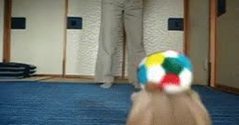 ¡Vaya GIF! / Hacer la croqueta, nivel: conejo