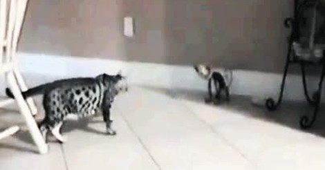 ¡Vaya GIF! / Dímelo ya, ¿de qué planeta has venido?