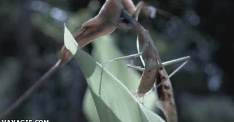 ¡Vaya GIF! / Cazando a un grillo, impresionante