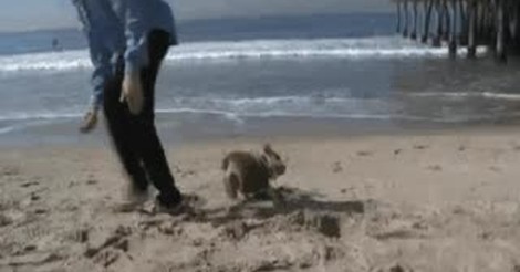 ¡Vaya GIF! / Huir haciendo la croqueta, versión bulldog