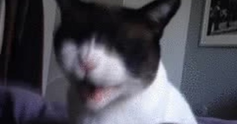 ¡Vaya GIF! / ¡Te he dicho que te levantes y me alimentes!