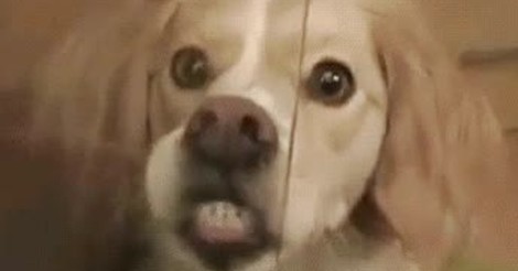 ¡Vaya GIF! / El perro que se divierte poniendo caras al espejo