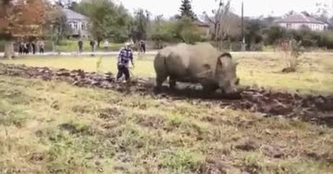¡Vaya GIF! / ¿Arar el campo con un buey? Eso es para principiantes...