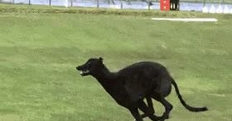 ¡Vaya GIF! / Galgo inglés corriendo en slow motion
