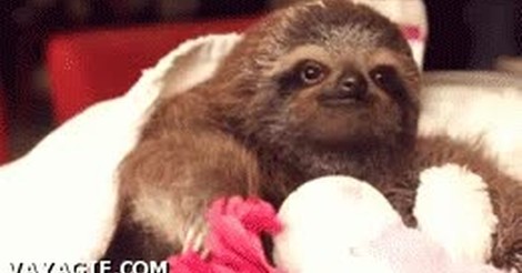 ¡Vaya GIF! / Si lo dice un perezoso, debes hacerlo