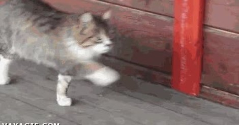 ¡Vaya GIF! / Curiosa manera de caminar la de este gato