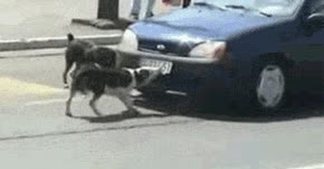 ¡Vaya GIF! / ¿Te me pones chulo? ¡Pues toma!