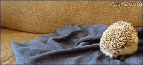 ¡Vaya GIF! / Qué cojín más raro... ¡AAAUUU!