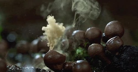 ¡Vaya GIF! / Y así se reproducen los hongos