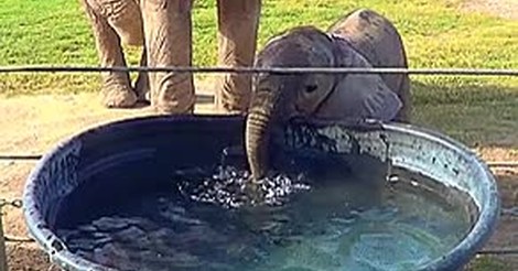 ¡Vaya GIF! / Mira qué bien se lo pasa este elefantito con el cubo de agua