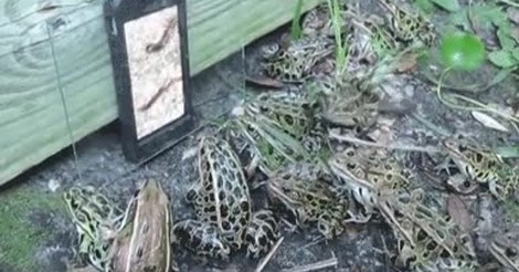 ¡Vaya GIF! / Pone un vídeo de un gusano en su móvil delante de un grupo ...